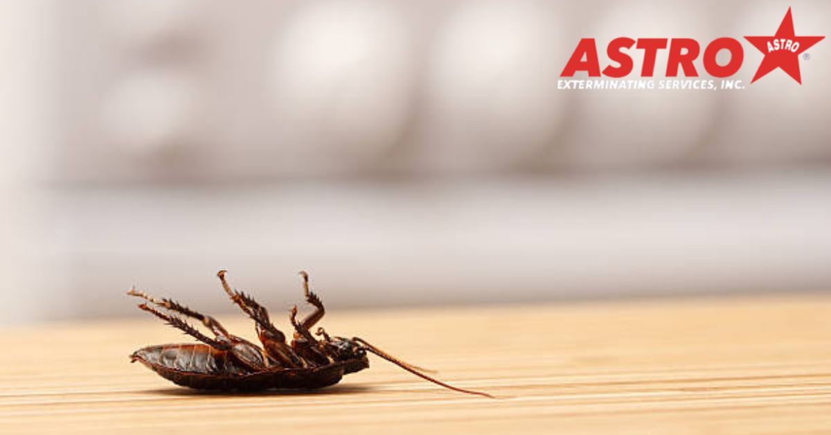 Top Warning Signs You Have a Hidden Pest Infestation
