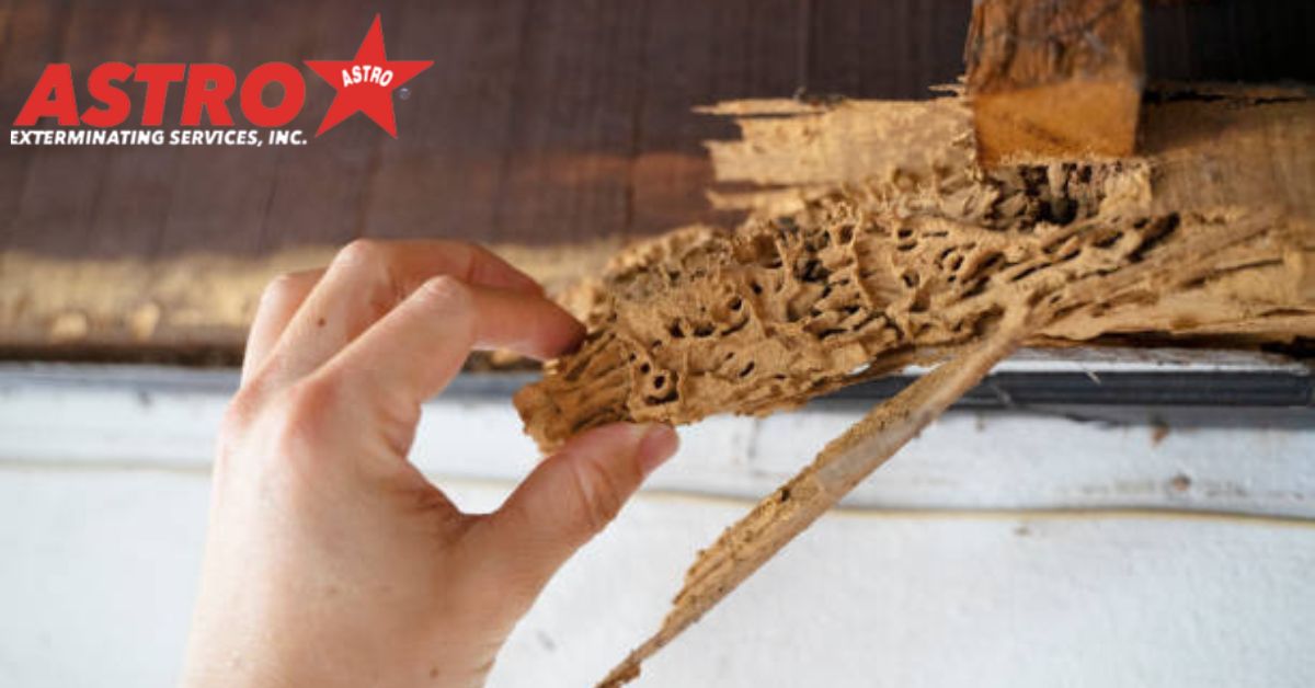 How to Identify and Prevent Termite Damage in Your Home