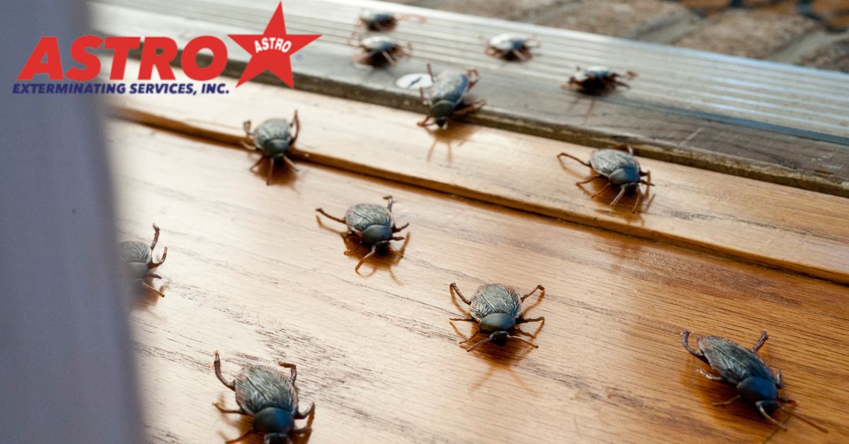 What Happens When You Ignore a Pest Problem?