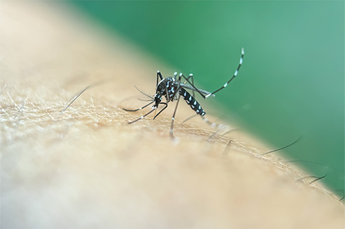 Southern Georgia & Northern Florida Pest Control | Astro Exterminating ...